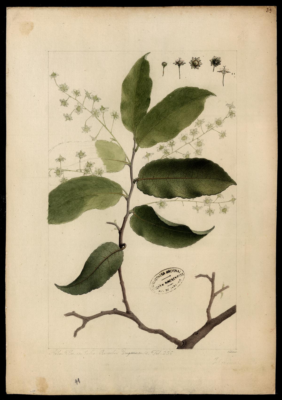 (Homalium pedicellatum, Benth) - Joaquim José Codina | FeelTheArt