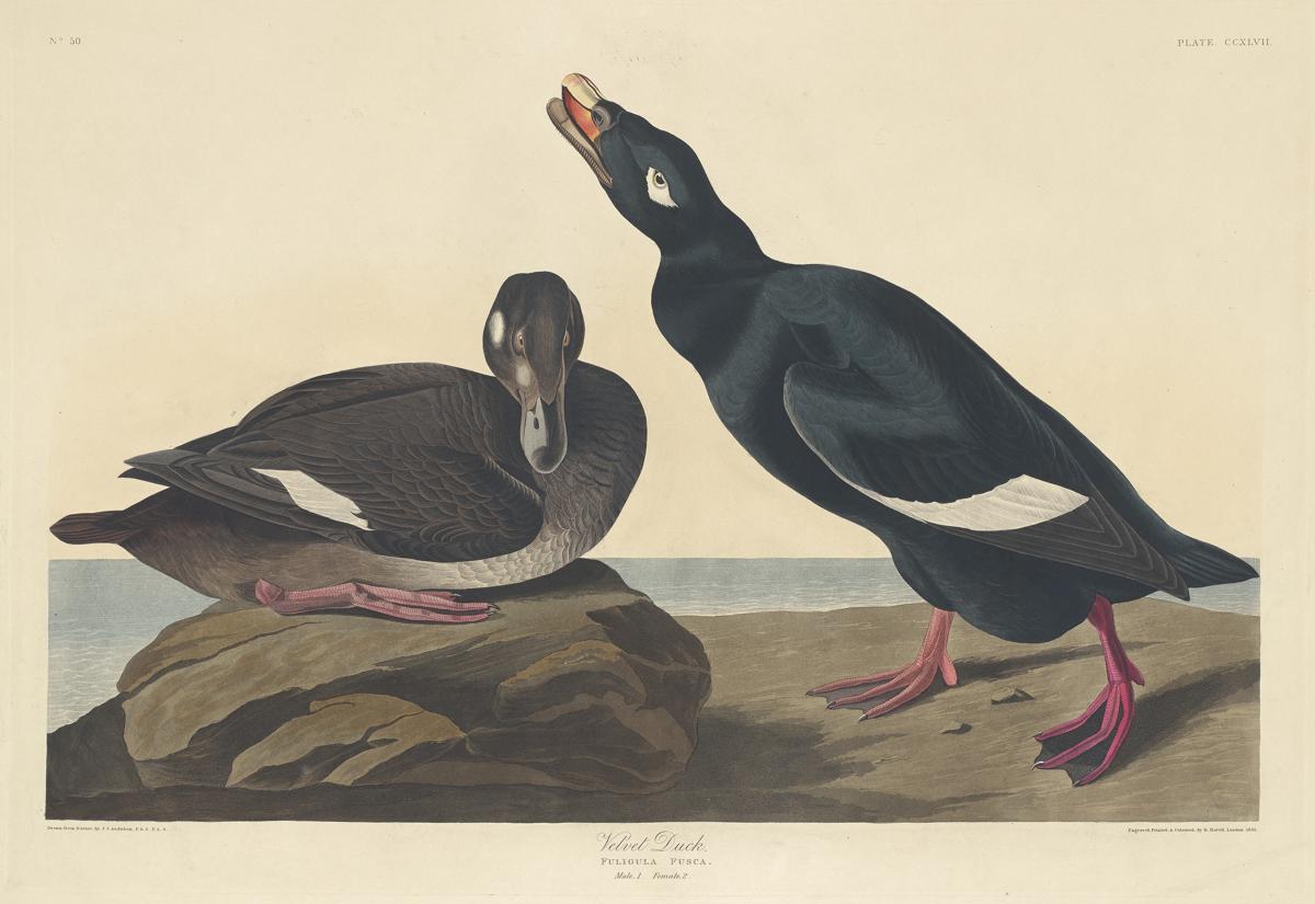 Velvet Duck - Robert Havell | FeelTheArt