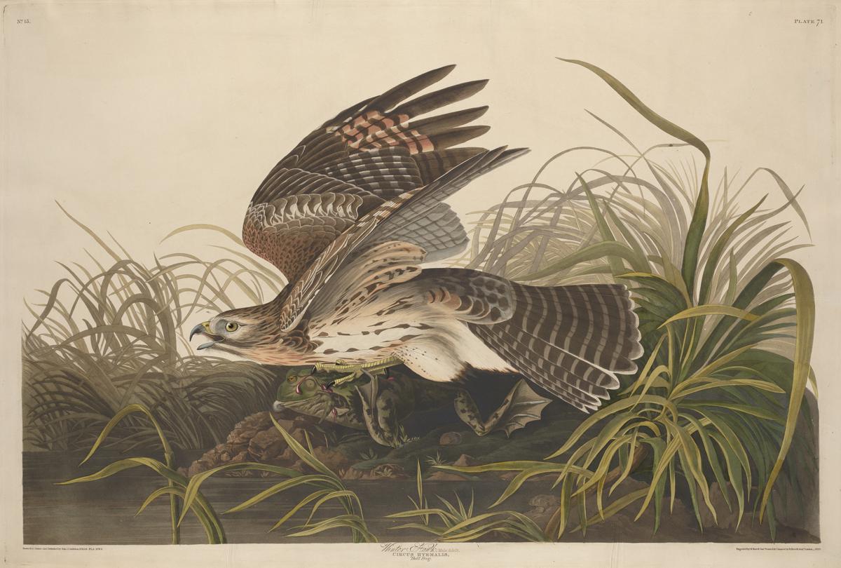 Winter Hawk - Robert Havell | FeelTheArt