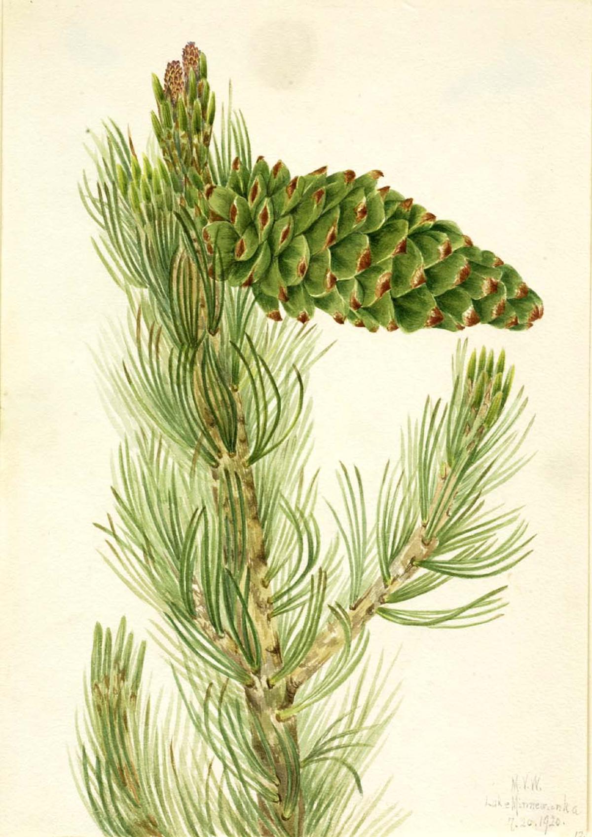 Limber Pine (Pinus flexilis) - Mary Vaux Walcott | FeelTheArt